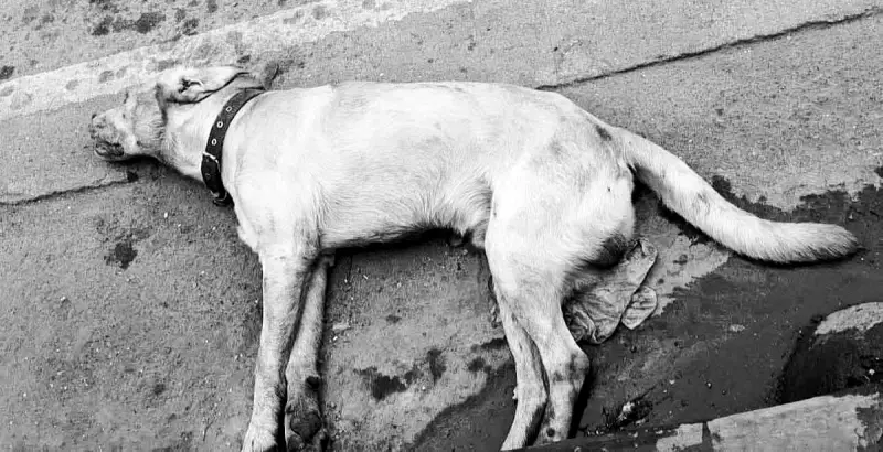 Cebu Vendor Faces Formal Animal Cruelty Charges Over Labrador Retriever ...